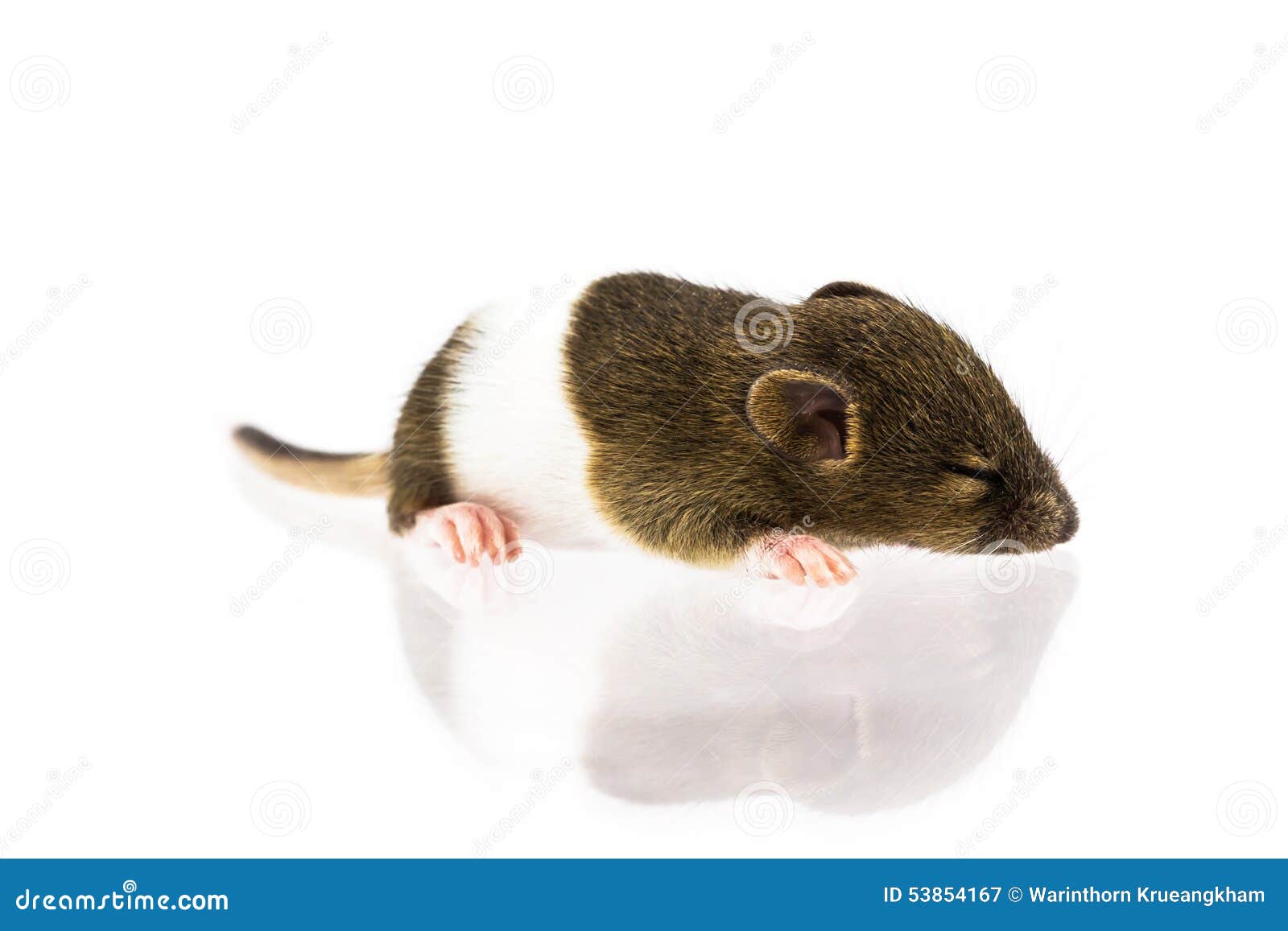Baby rat sleepy stock image. Image of close, funny, macro - 53854167
