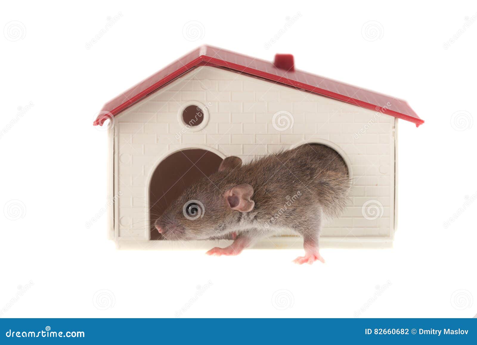 Baby Rats House