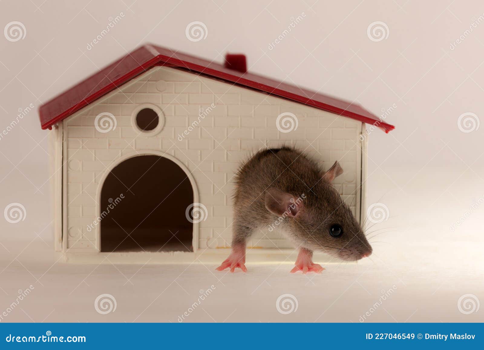 Baby rat in a small house stock image. Image of studio - 227046549