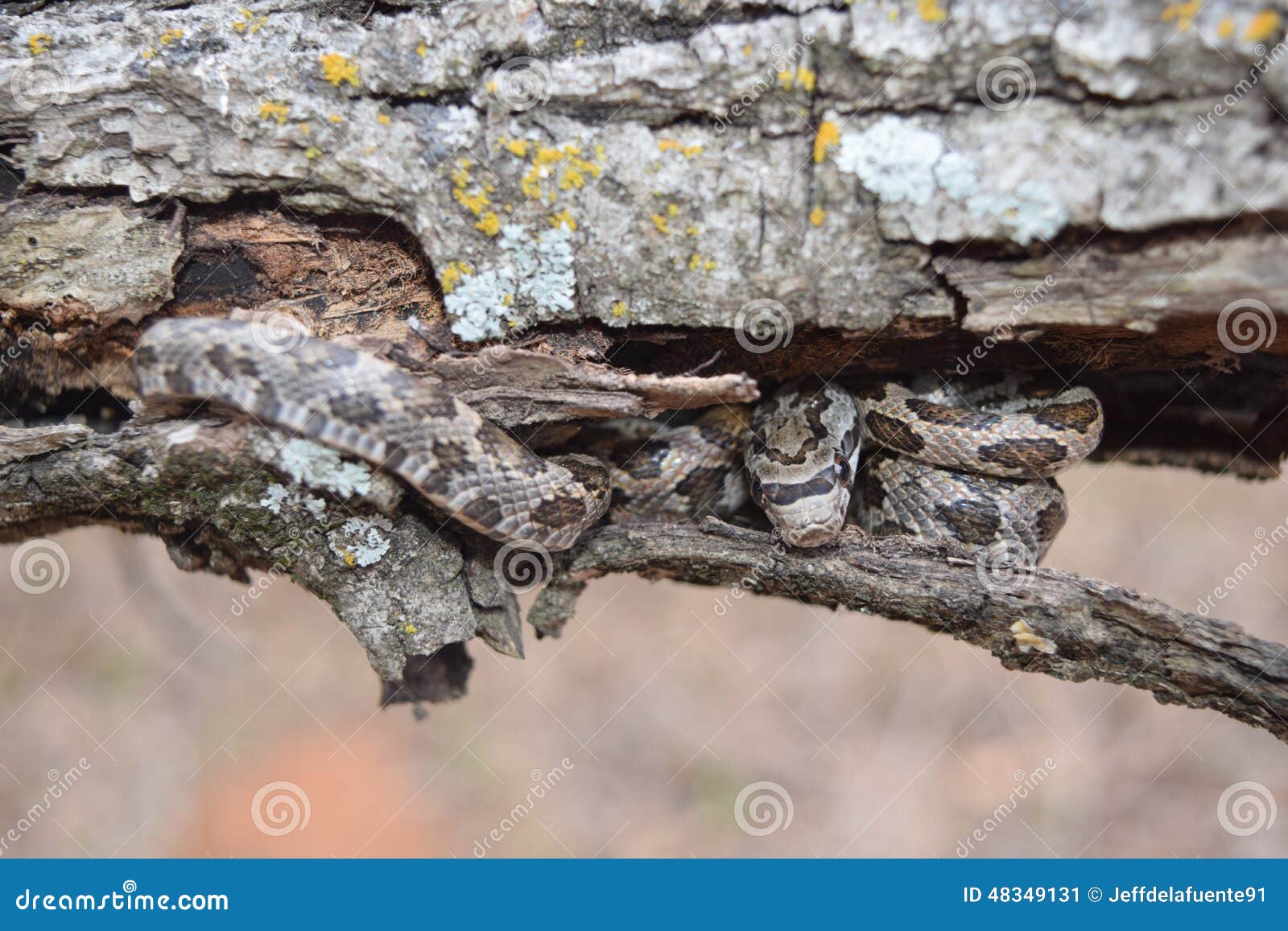 Baby rat snake stock image. Image of hiding, reptile - 48349131