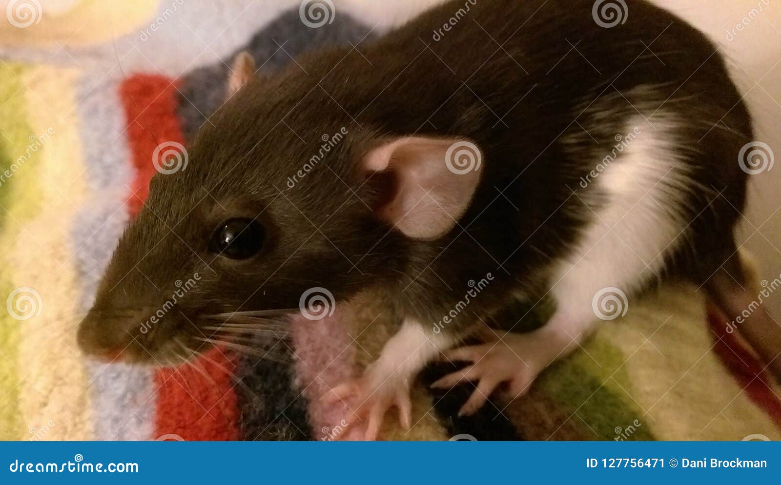 Baby rat stock image. Image of tiny, dumbo, baby - 127756471