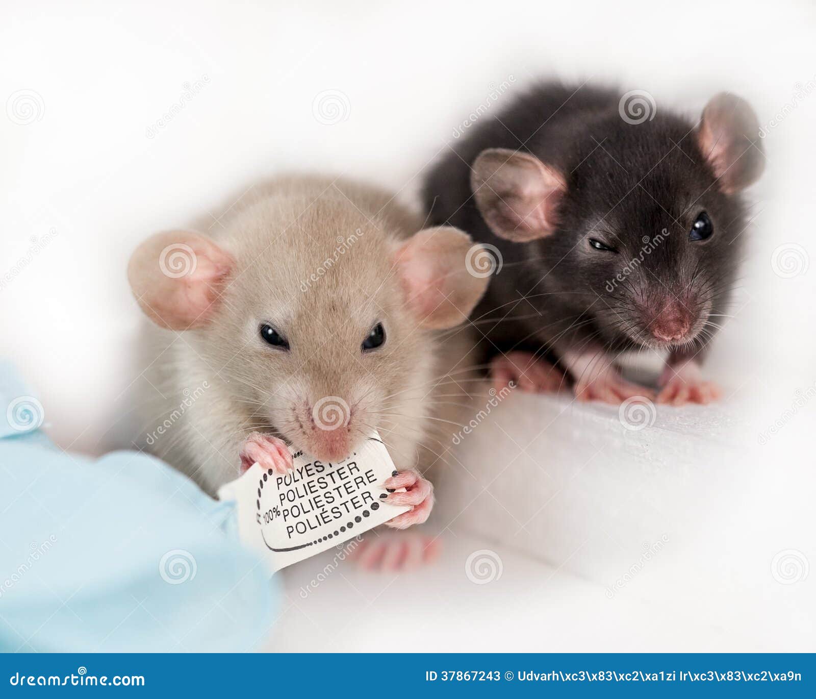 Baby rats stock image. Image of head, mammal, domesntic - 37867243