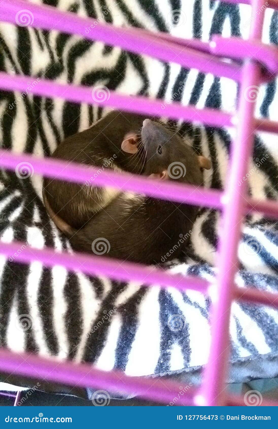 Baby rats stock image. Image of dumbo, rats, female - 127756473