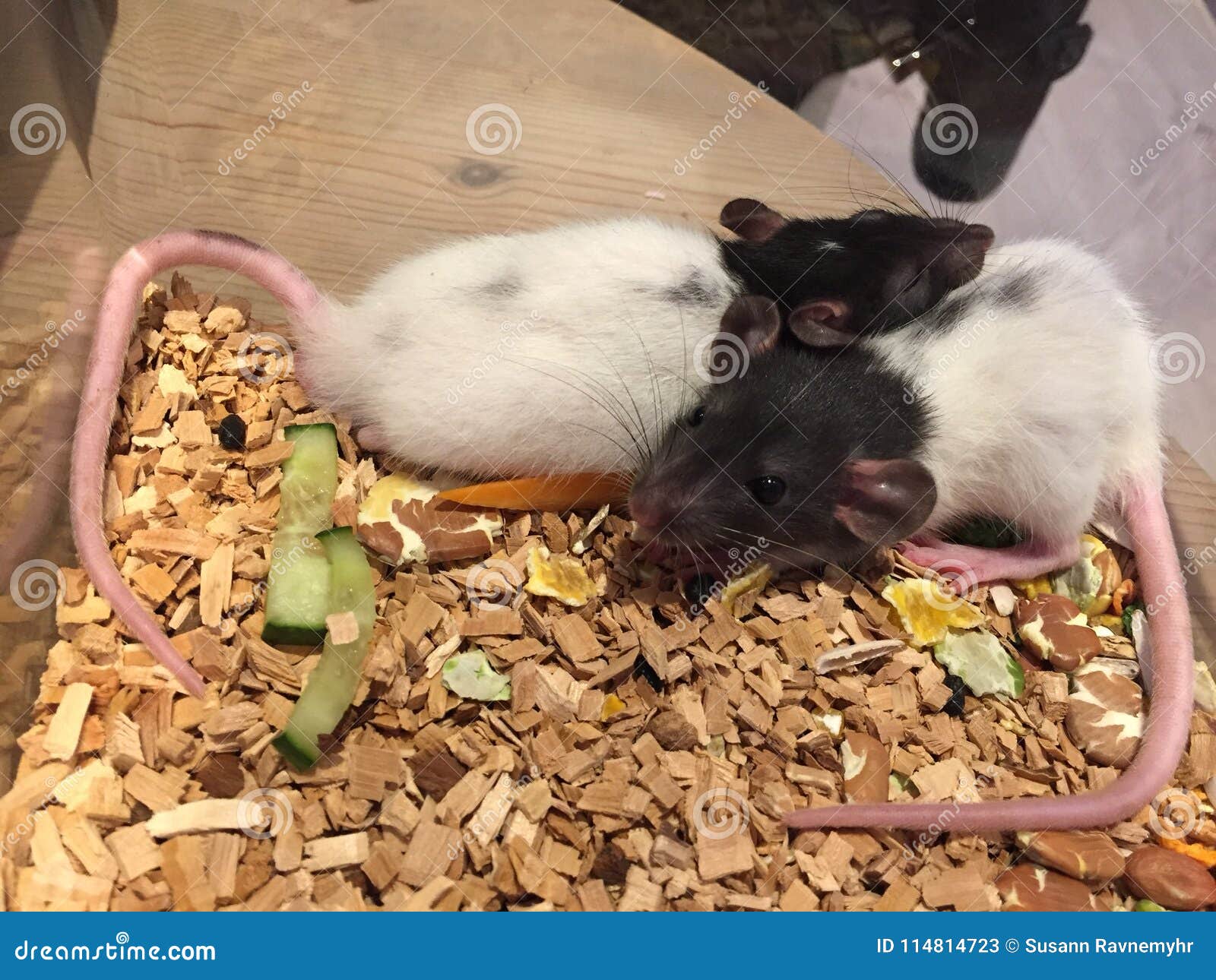 Baby rats stock image. Image of weeks, rats, baby, pets - 114814723