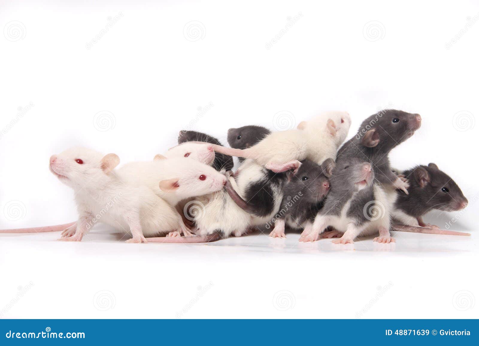 Baby-Ratten stockbild. Bild von ratten, haarig, jung - 48871639