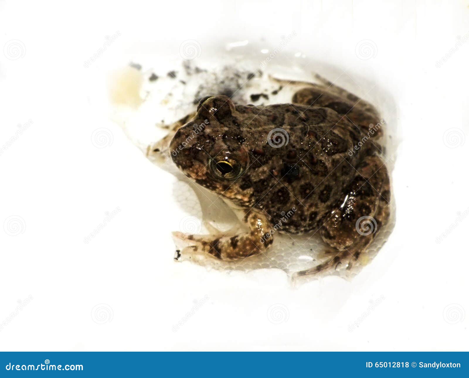 Baby Raucous Toad stock photo. Image of frogs, raucous - 65012818