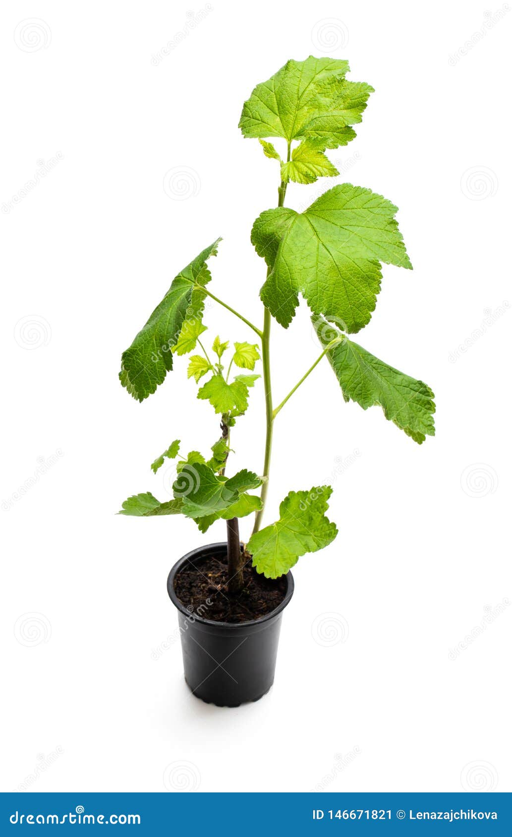 Baby Red Currant Plant in Black Pot Isolated on White Stock Image ...