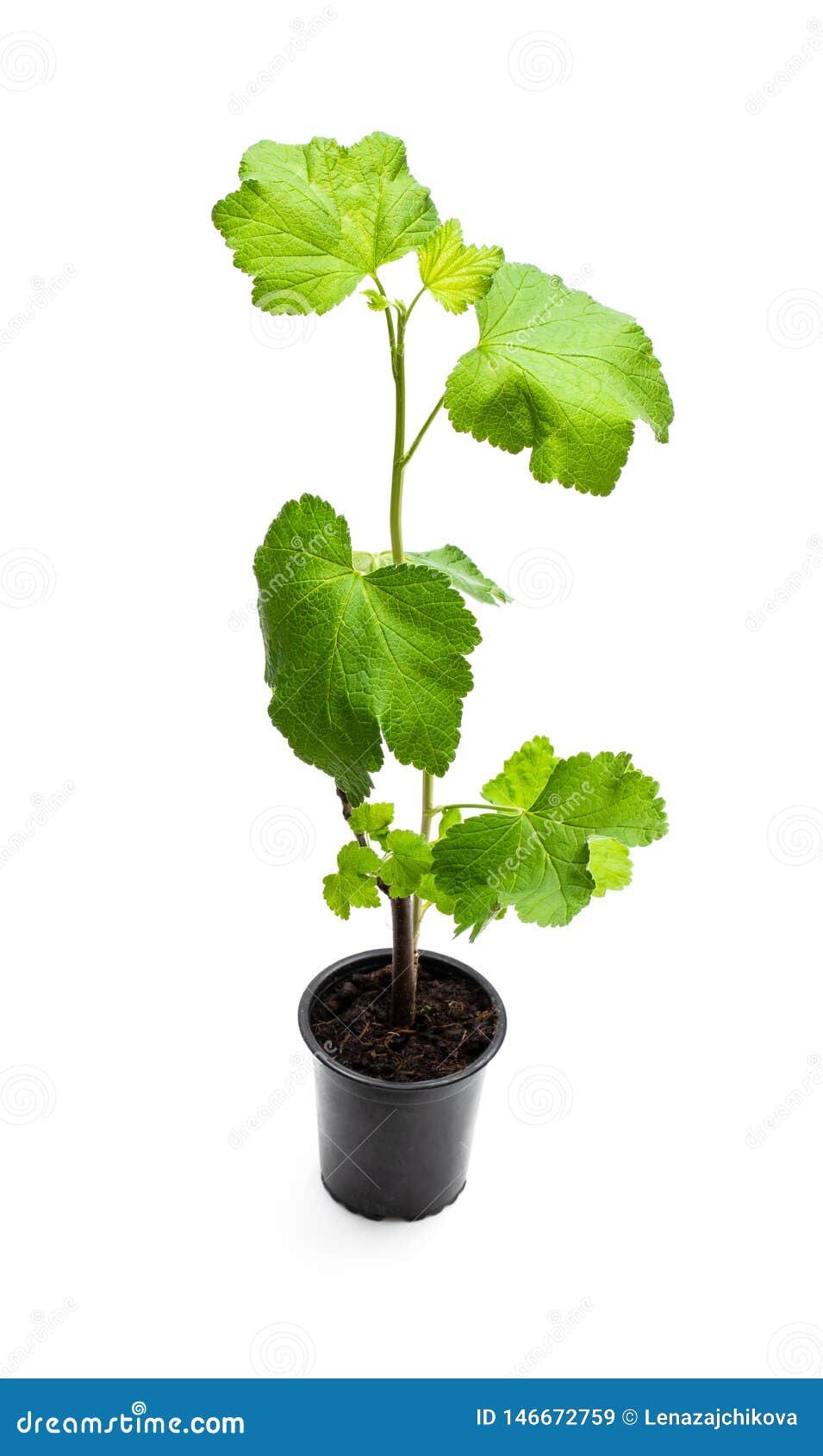 Baby Red Currant Plant in Black Pot Isolated on White Stock Image ...