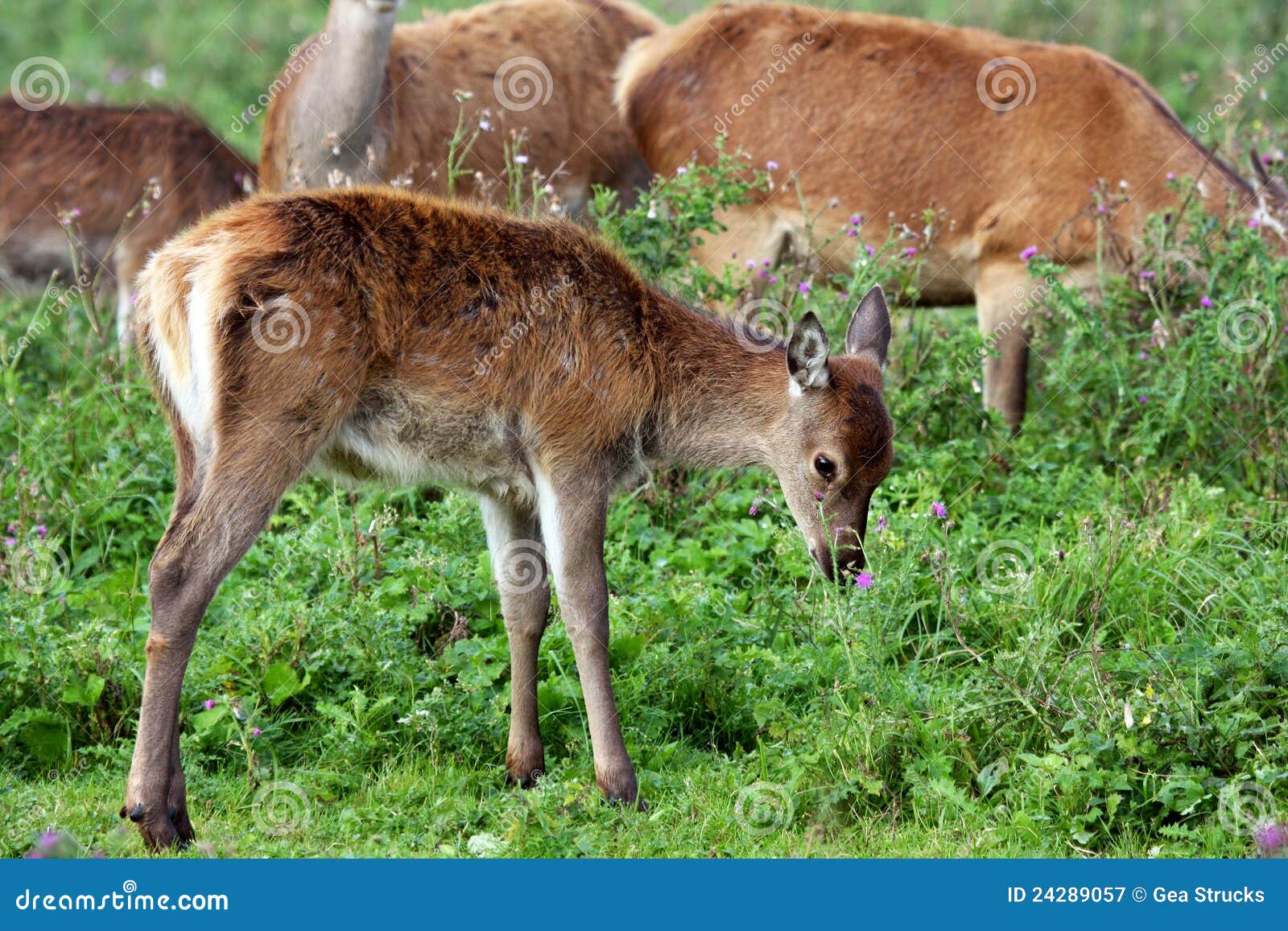 Baby red deer stock image. Image of hoofed, newborn, family - 24289057