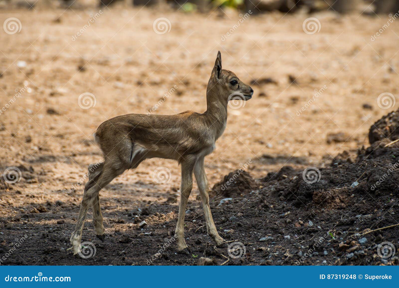 Baby red deer in the zoo stock photo. Image of people - 87319248