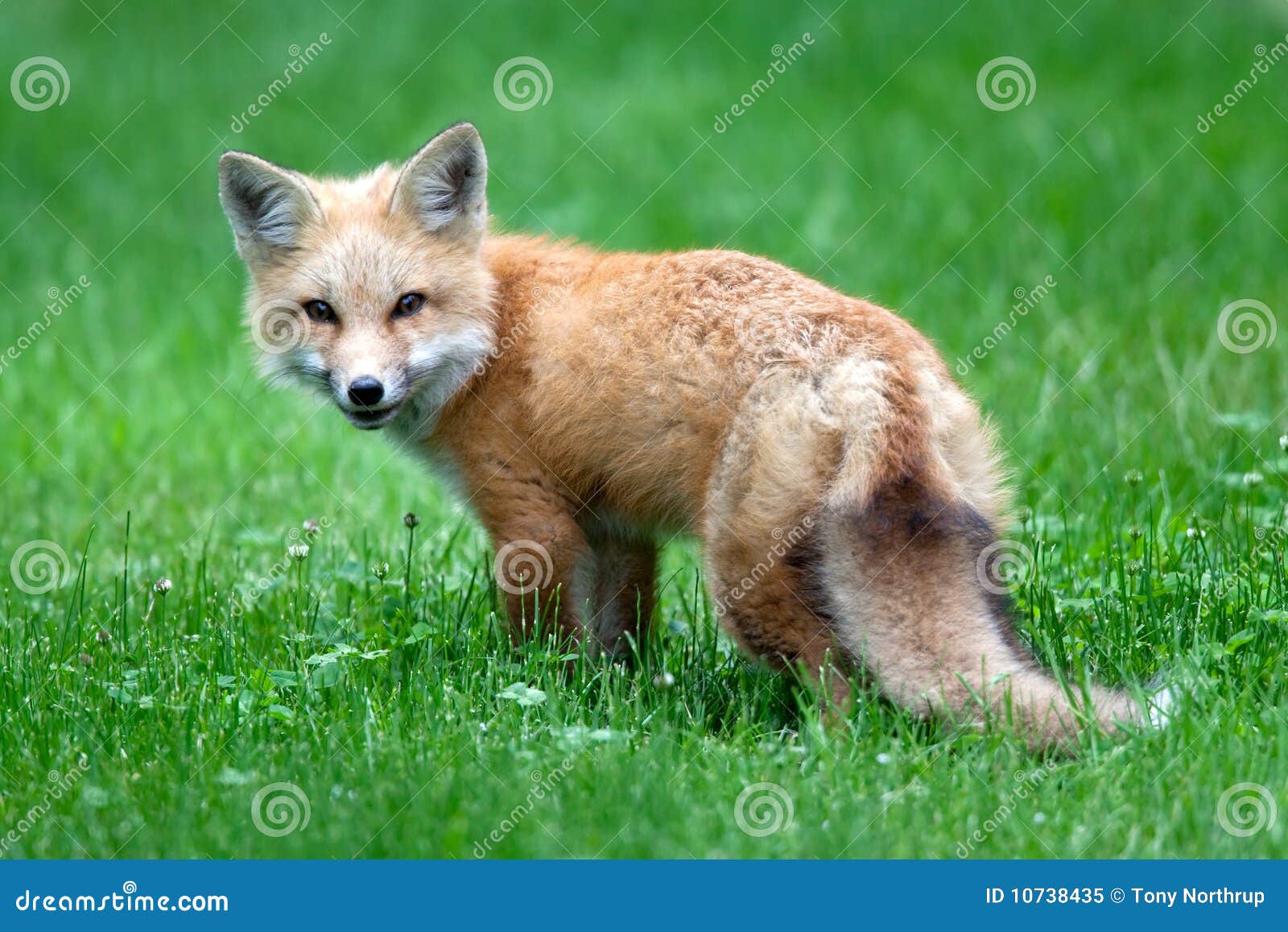 Baby Red Fox Playing