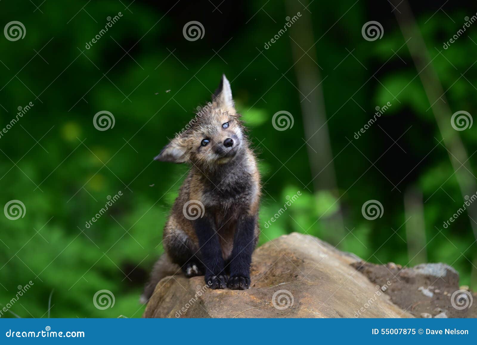 Baby Red Fox Kit Sitting on Rock Stock Image - Image of plants, mammal ...