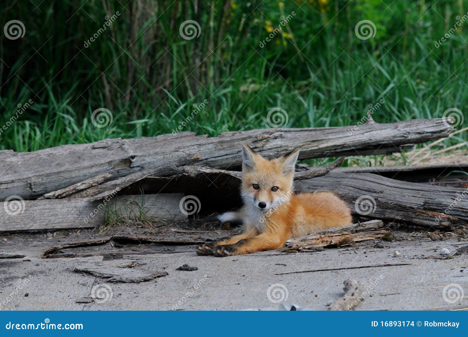 Baby Red Fox Kits near den stock photo. Image of cunning - 16893174