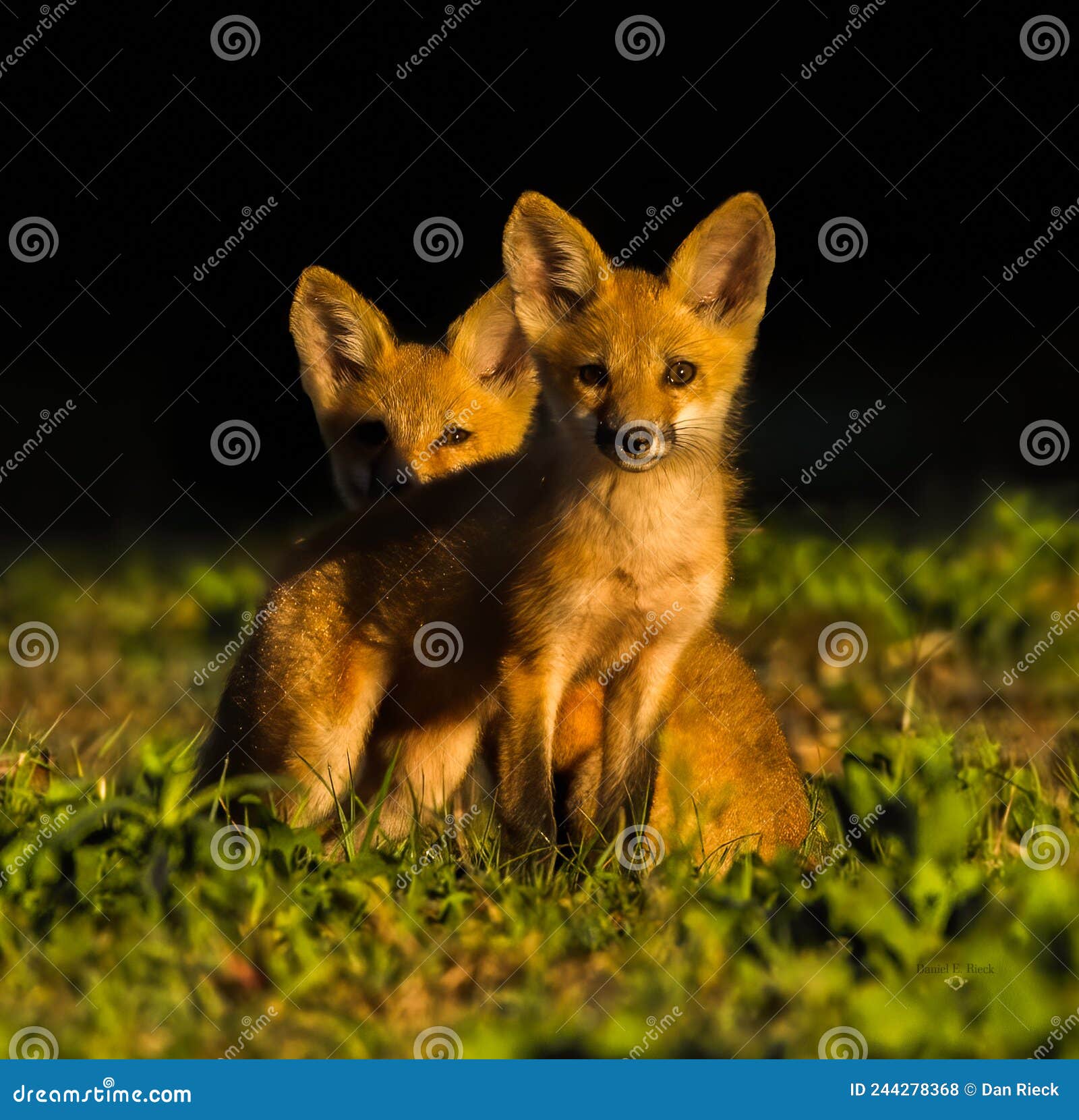 Baby Red Fox Kits Vulpes Vulpes in Morning Light Looking at Camera ...