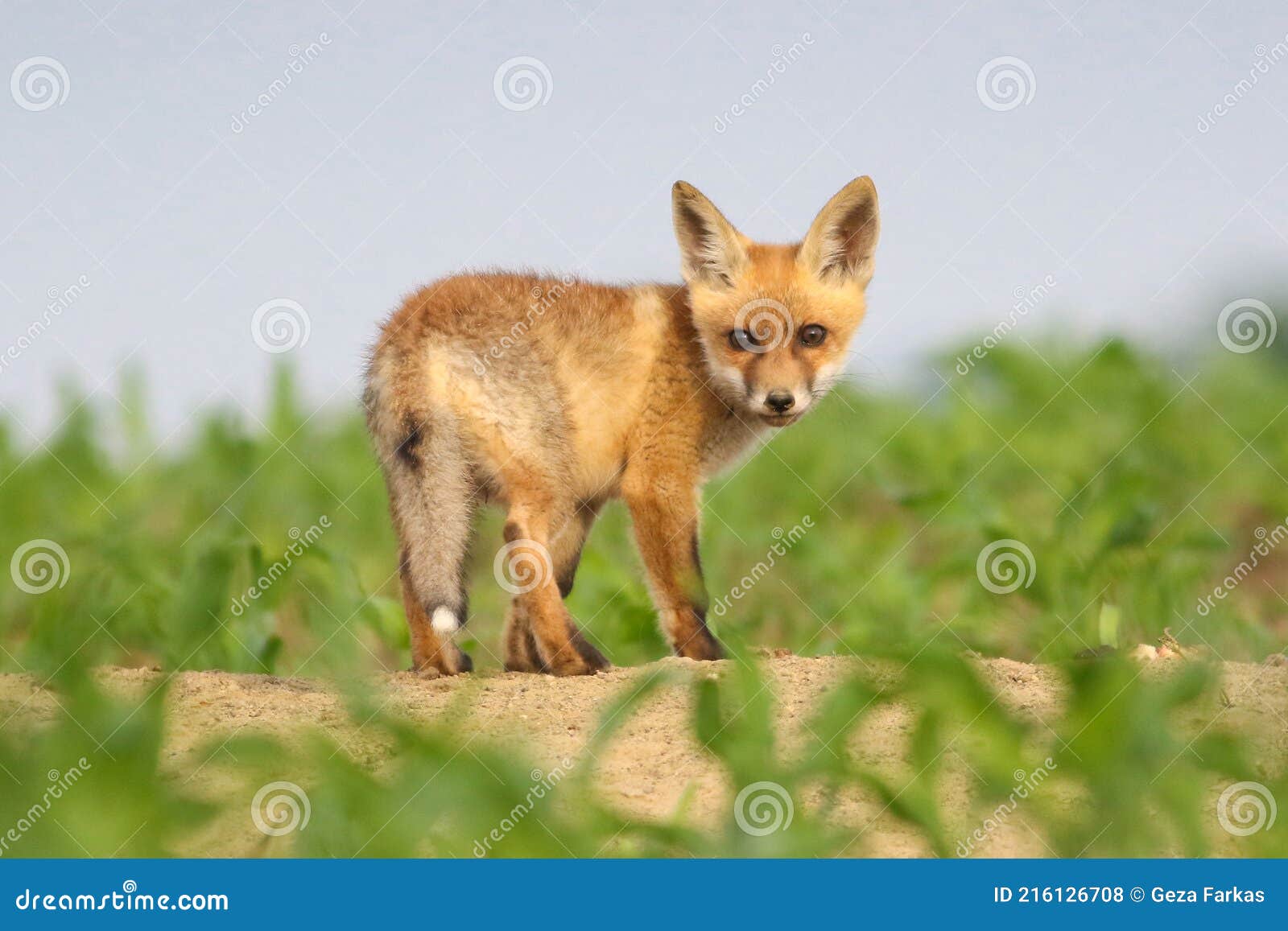 Baby Red Fox in the Spring Corn Field Stock Photo - Image of beast ...