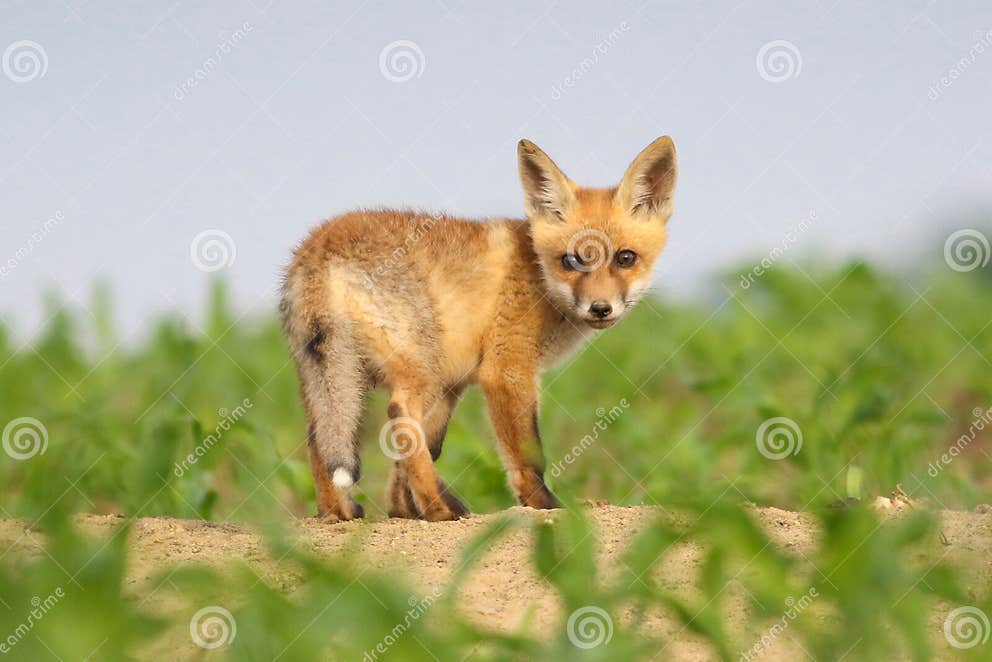 Baby Red Fox in the Spring Corn Field Stock Photo - Image of beast ...