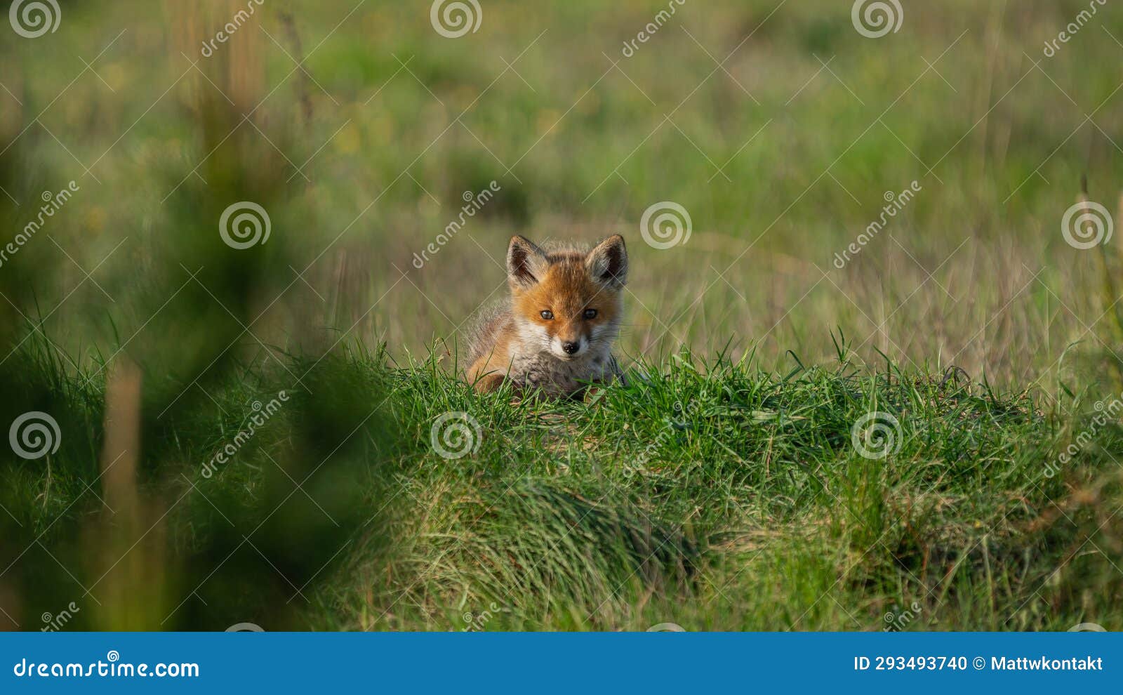 Baby Red Fox (Vulpes Vulpes) Basking in the Sun Stock Photo - Image of ...