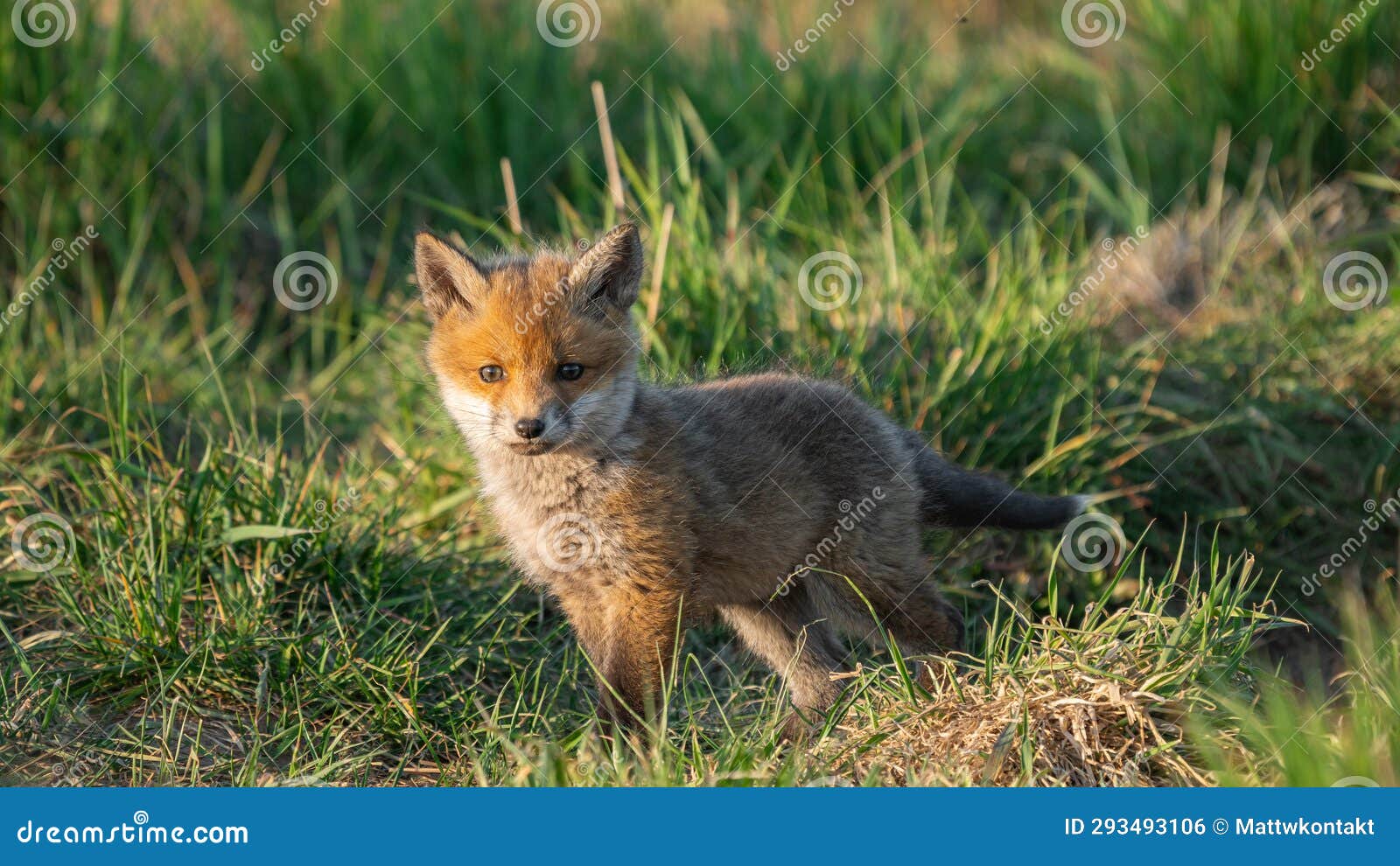 Baby Red Fox (Vulpes Vulpes) Looks at the Camera Stock Photo - Image of ...