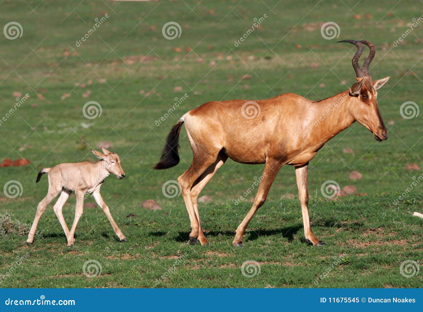 Baby Red Hartebeest Antelope Stock Image - Image of africa, hartebeest ...