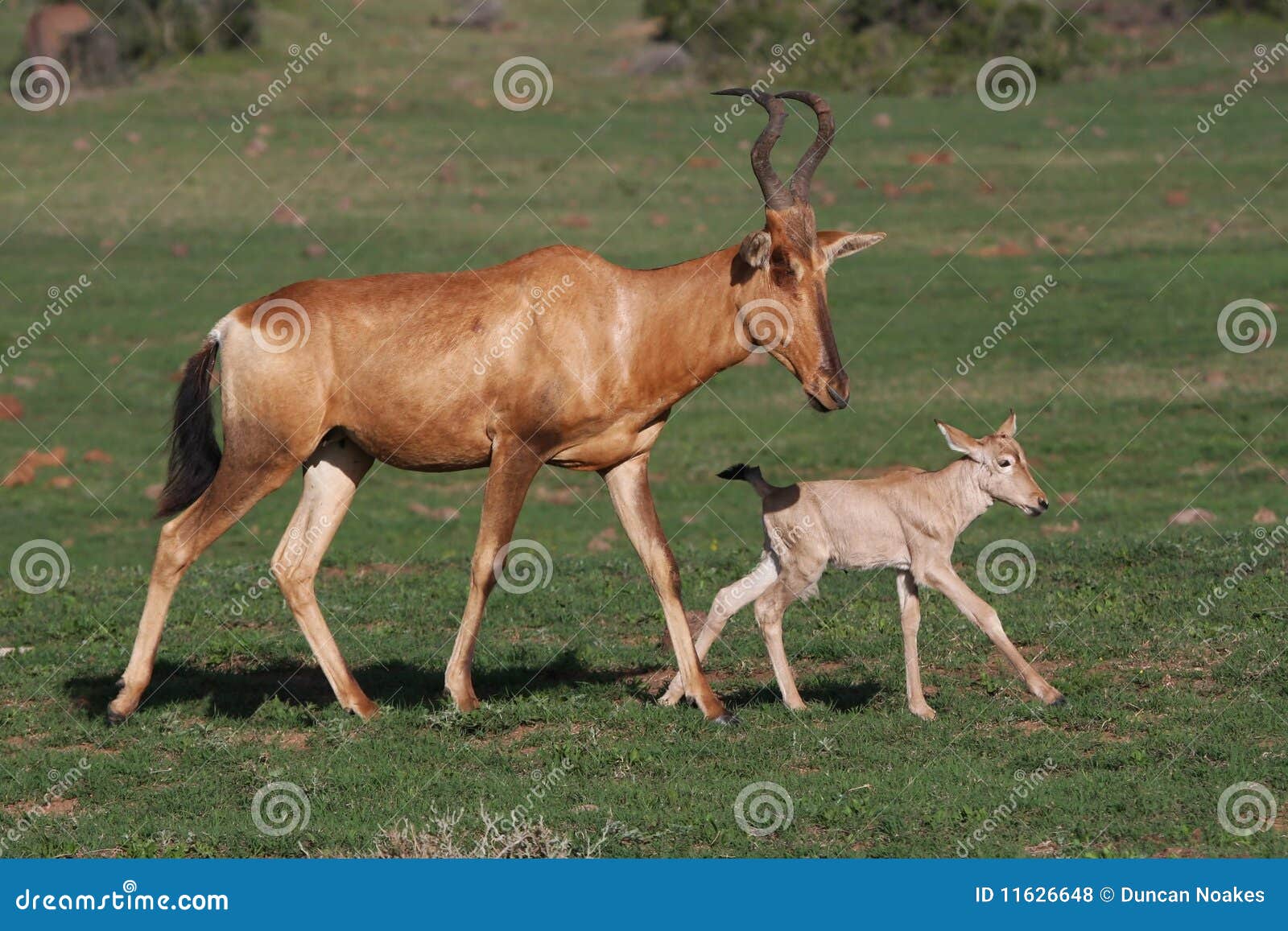 Baby Red Hartebeest Antelope and Mom Stock Photo - Image of galloping ...