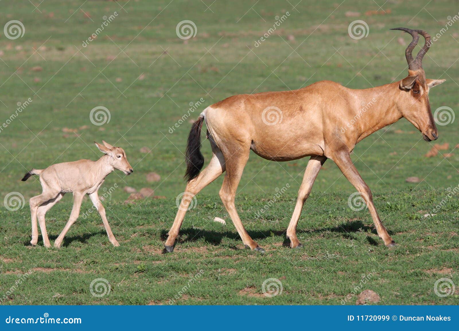 Baby Red Hartebeest Antelope and Mom Stock Image - Image of hartebeest ...