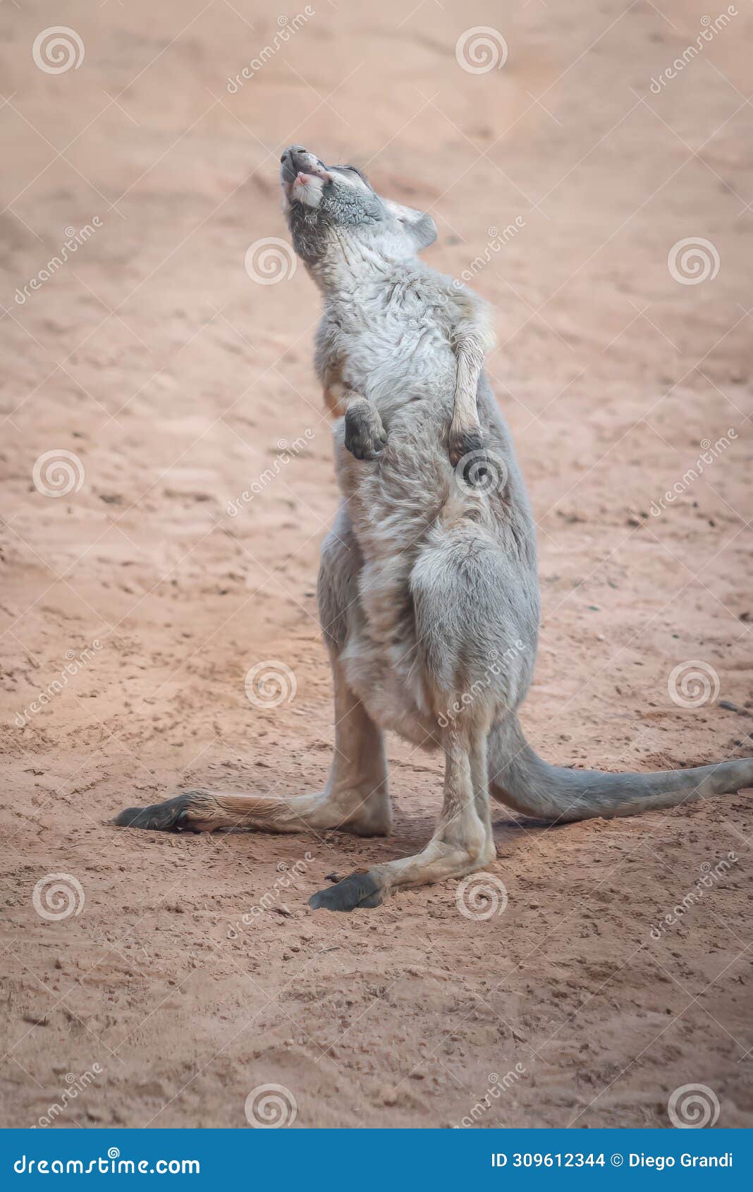 Baby Red Kangaroo Scratching Stock Photo - Image of environment ...
