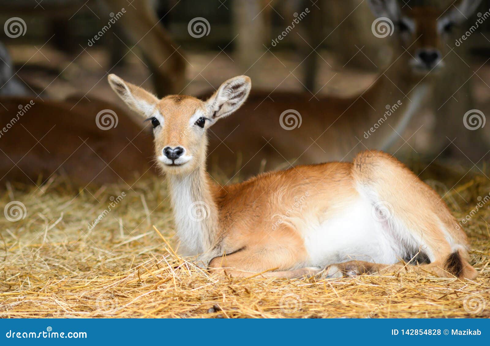 Baby red lechwe stock photo. Image of nature, female - 142854828