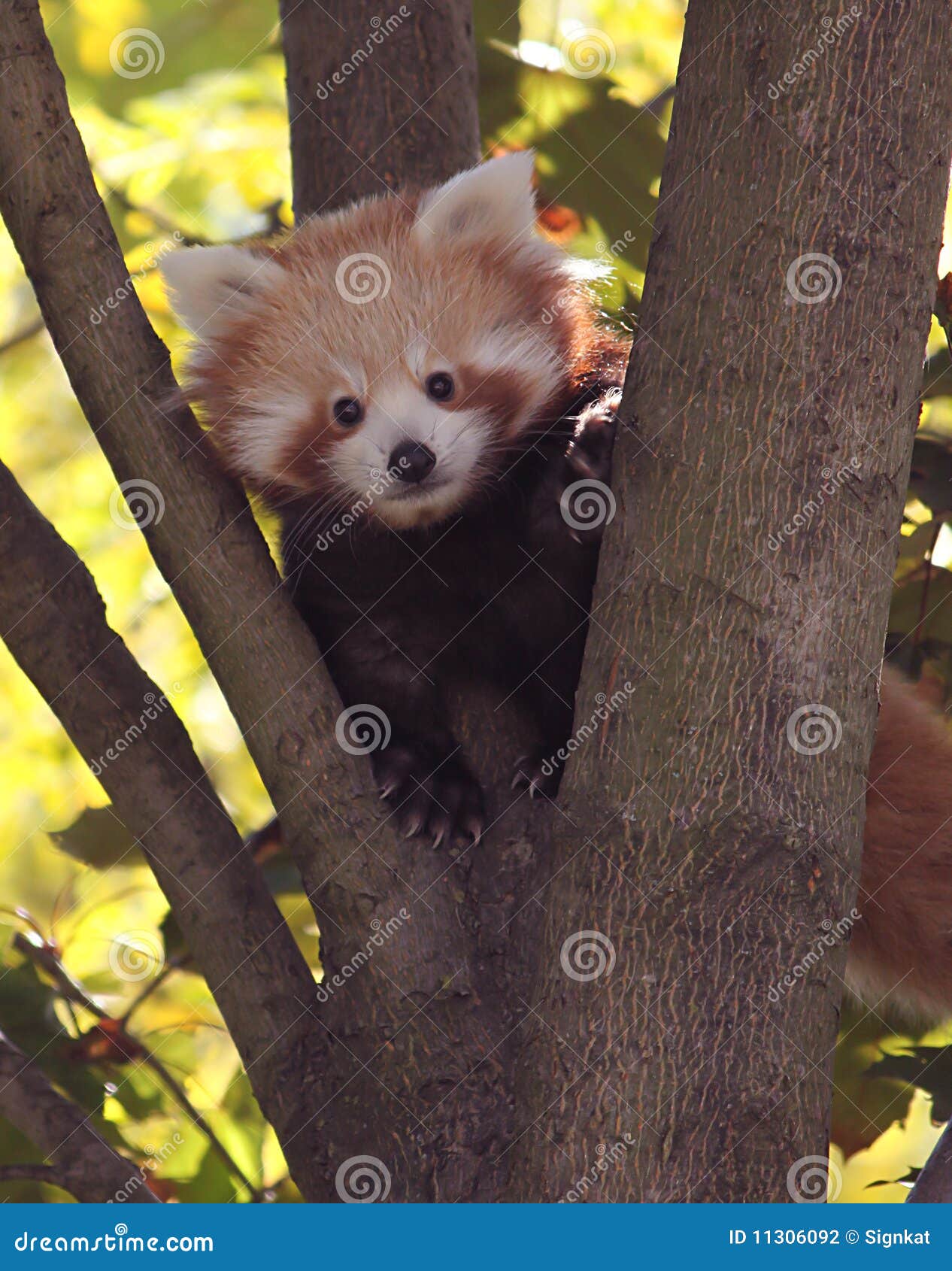 Baby Red Panda stock photo. Image of endangered, baby - 11306092