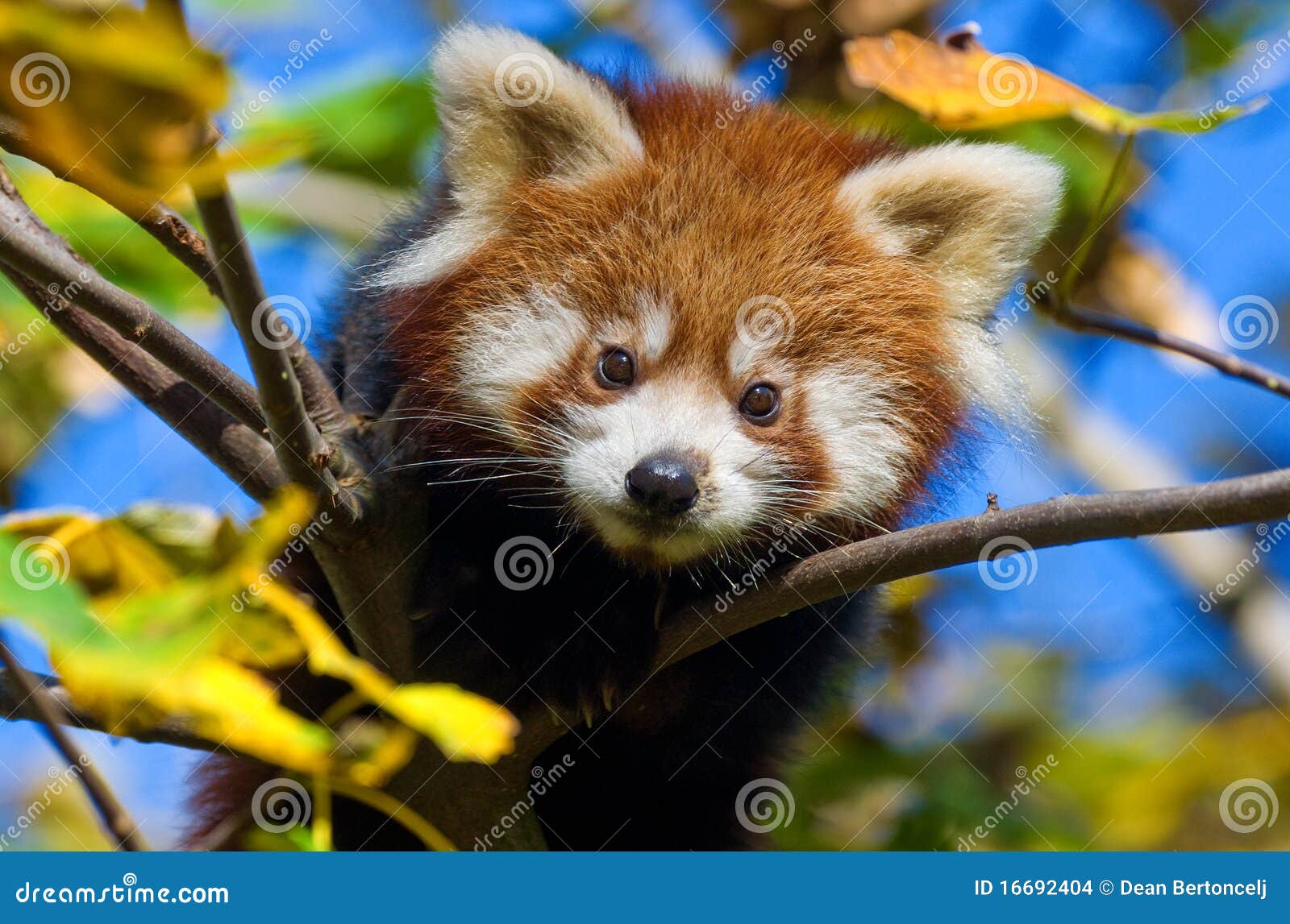 Baby red panda stock photo. Image of cute, tree, panda - 16692404
