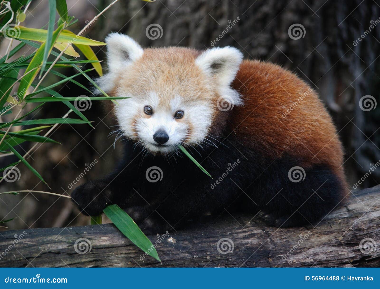 Baby red panda stock photo. Image of panda, bamboo, furry - 56964488
