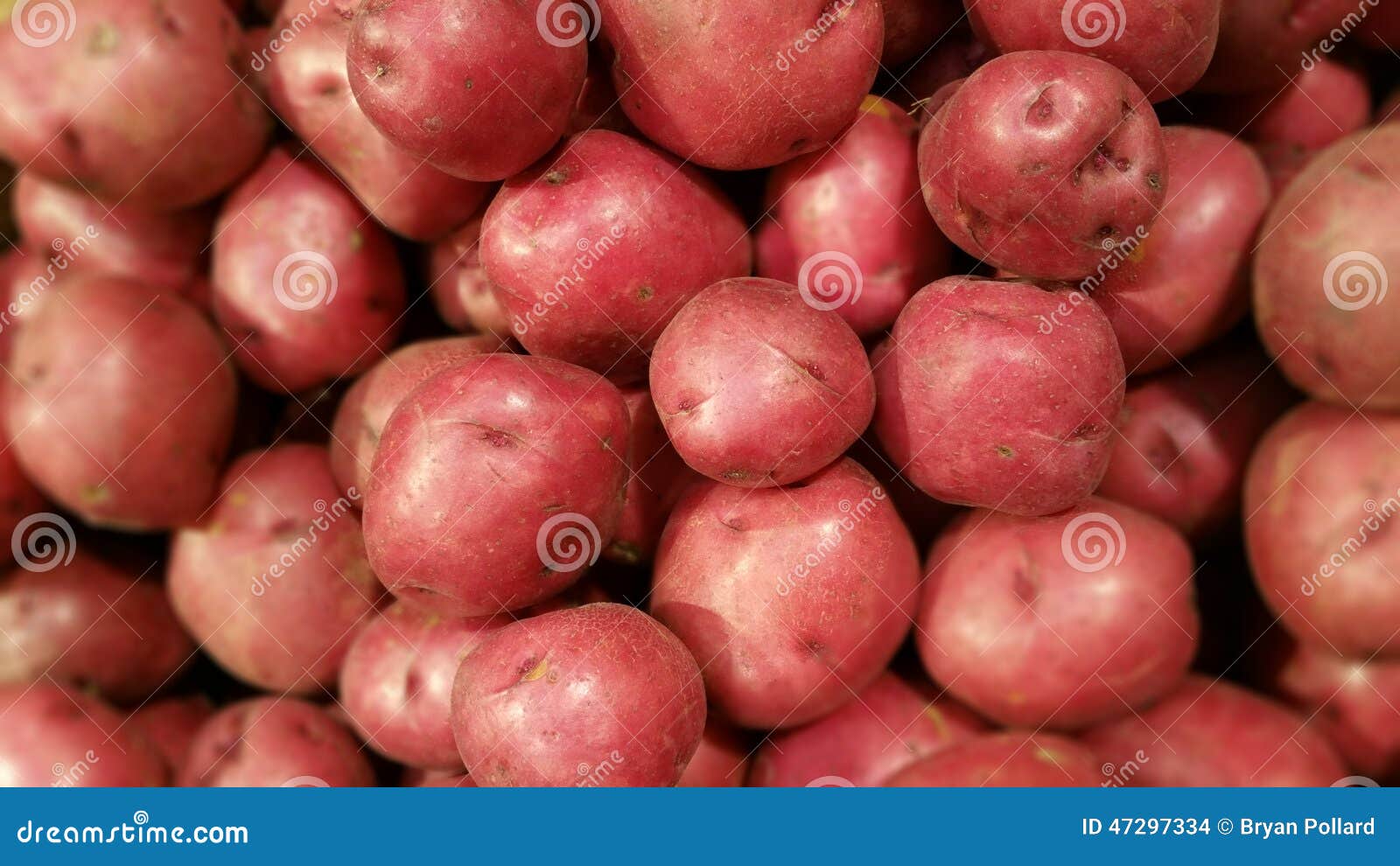 Baby Red Potatoes stock photo. Image of fresh, market - 47297334