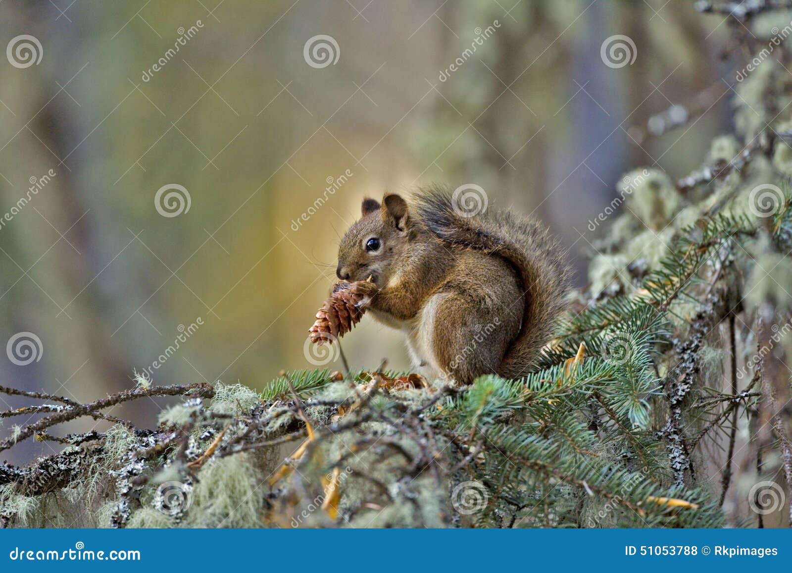 Cute Baby Red Squirrel Feeding Seeds from Spruce Cone. Stock Photo ...