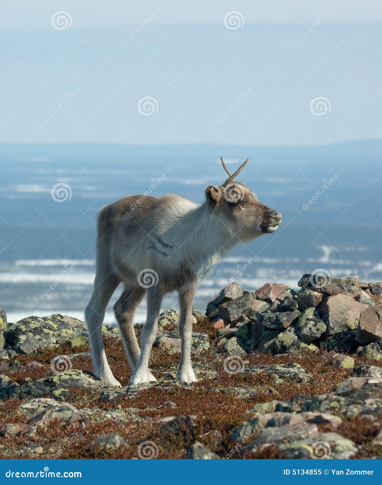 Baby Reindeer stock image. Image of tundra, brown, baby - 5134855