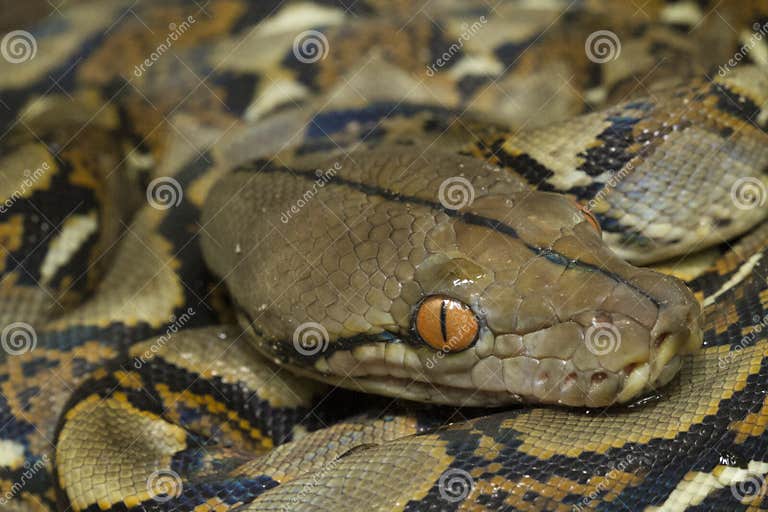 Baby Reticulated Python Python Reticulatus Stock Image - Image of ...