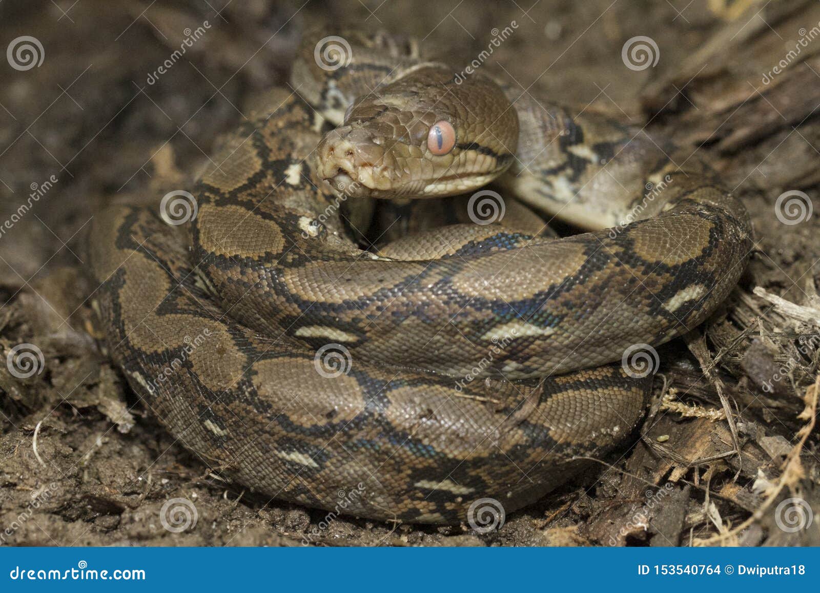 Baby Reticulated Python Python Reticulatus Stock Photo - Image of brown ...