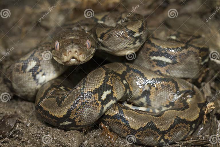 Baby Reticulated Python Python Reticulatus Stock Photo - Image of ...