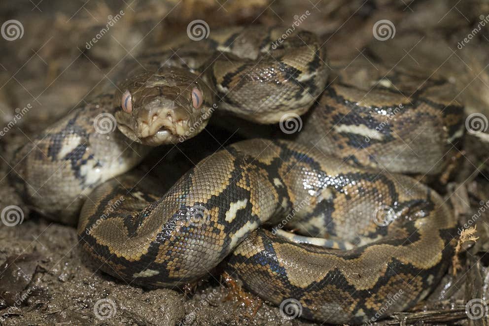 Baby Reticulated Python Python Reticulatus Stock Photo - Image of ...