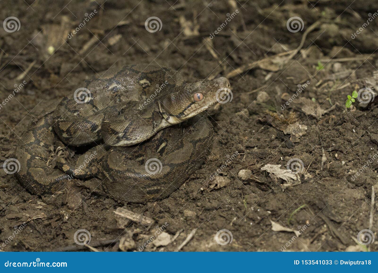 Baby Reticulated Python Python Reticulatus Stock Image - Image of ... Baby Reticulated Python Python Reticulatus Stock Image - Image of ...