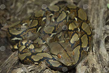 Baby Reticulated Python Python Reticulatus Stock Photo - Image of ...