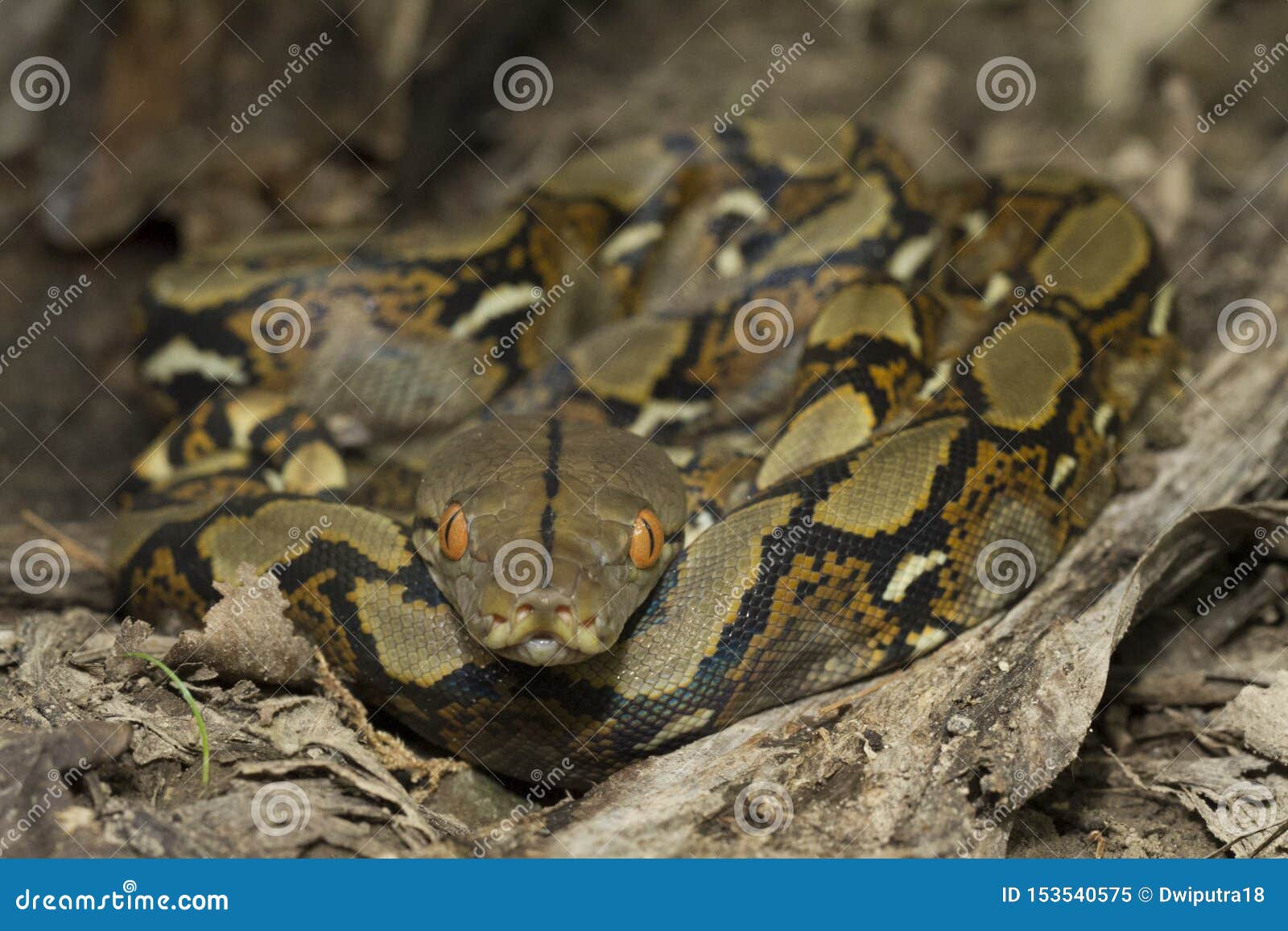 Baby Reticulated Python Python Reticulatus Stock Image - Image of java ... Baby Reticulated Python Python Reticulatus Stock Image - Image of java ...