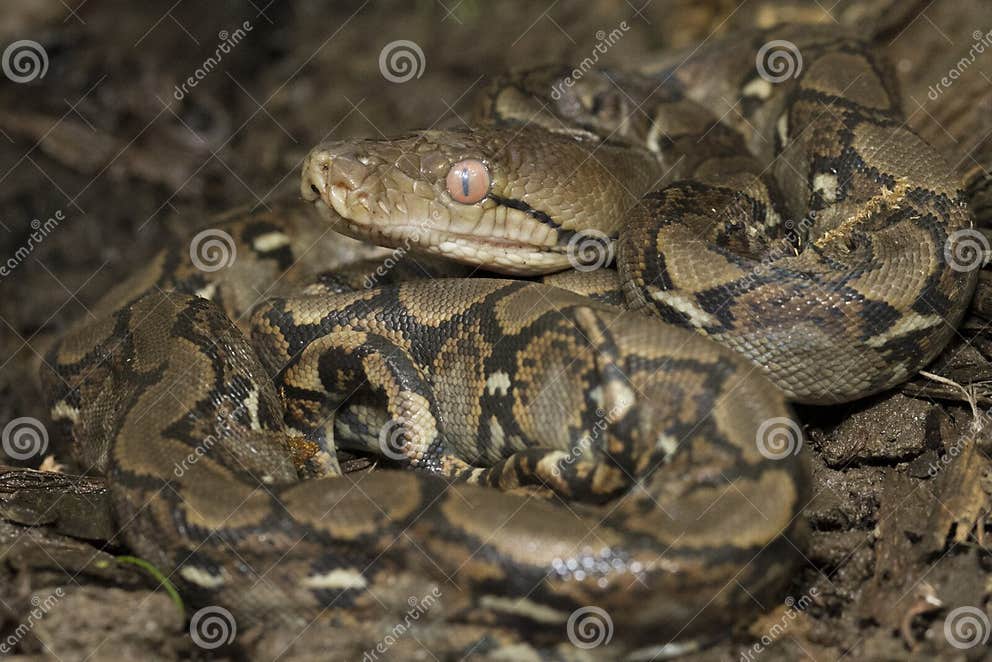 Baby Reticulated Python Python Reticulatus Stock Photo - Image of ...