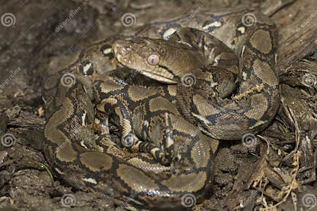 Baby Reticulated Python Python Reticulatus Stock Photo - Image of ...