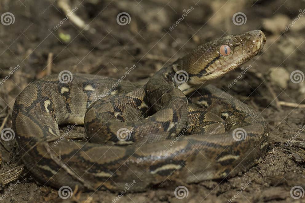 Baby Reticulated Python Python Reticulatus Stock Photo - Image of ...