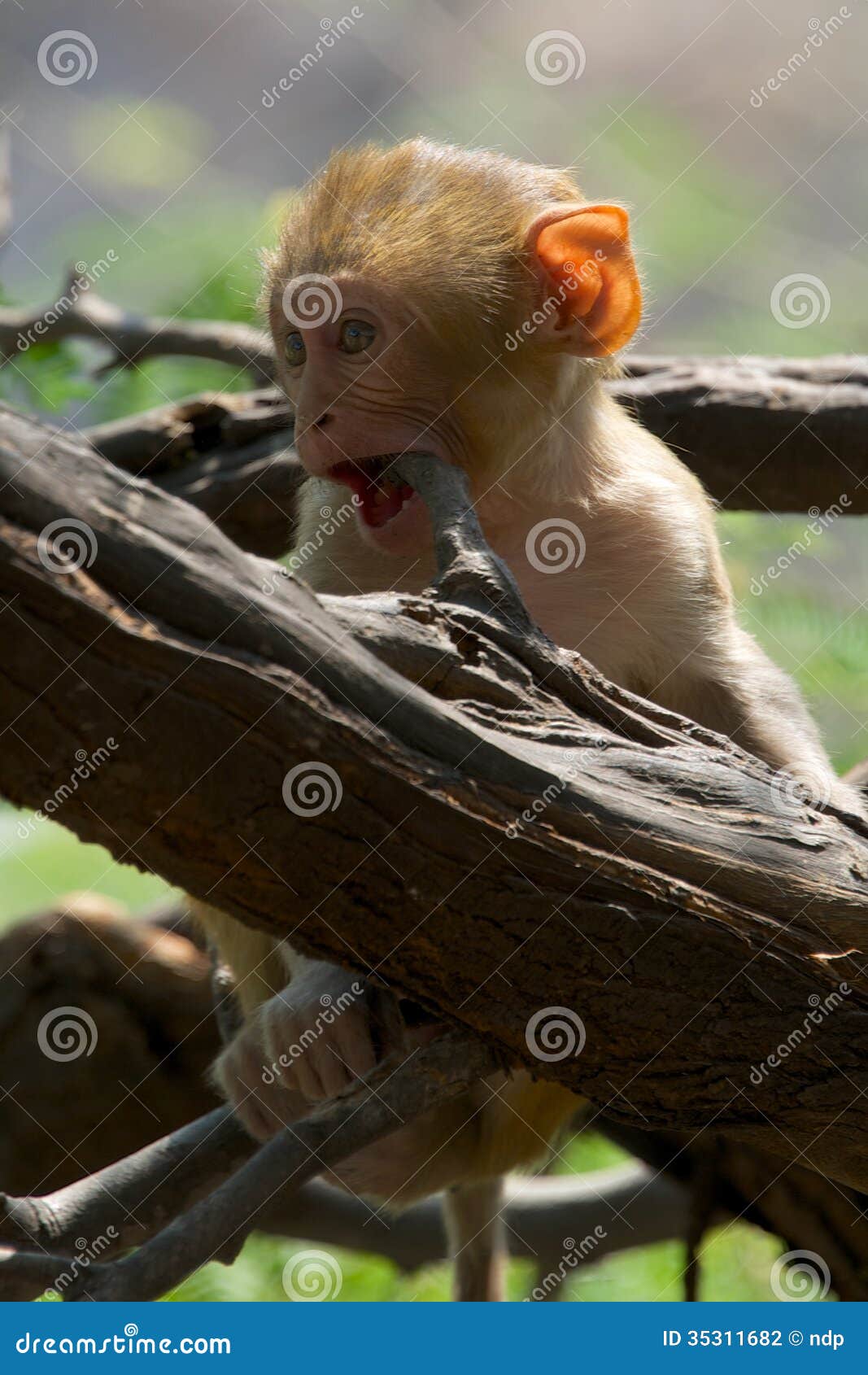 Baby Rhesus Macaque Biting a Branch Stock Photo - Image of tree ...