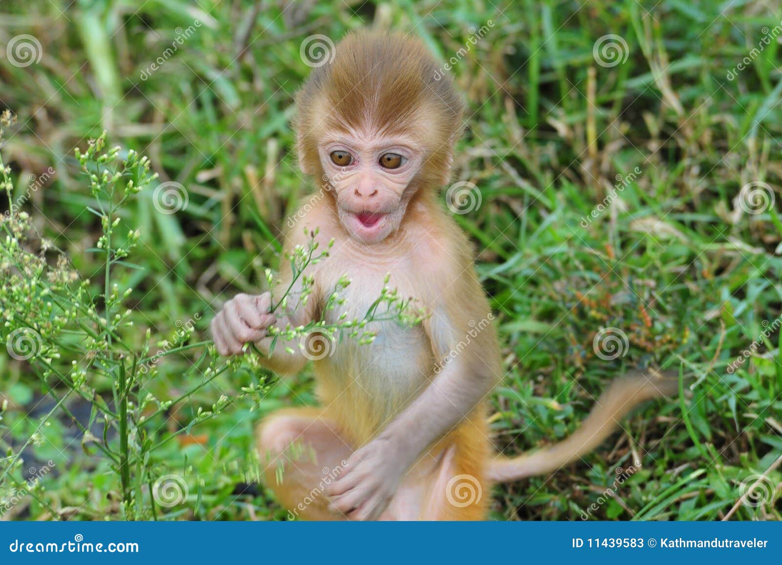Baby rhesus macaque monkey stock image. Image of rhesus - 11439583