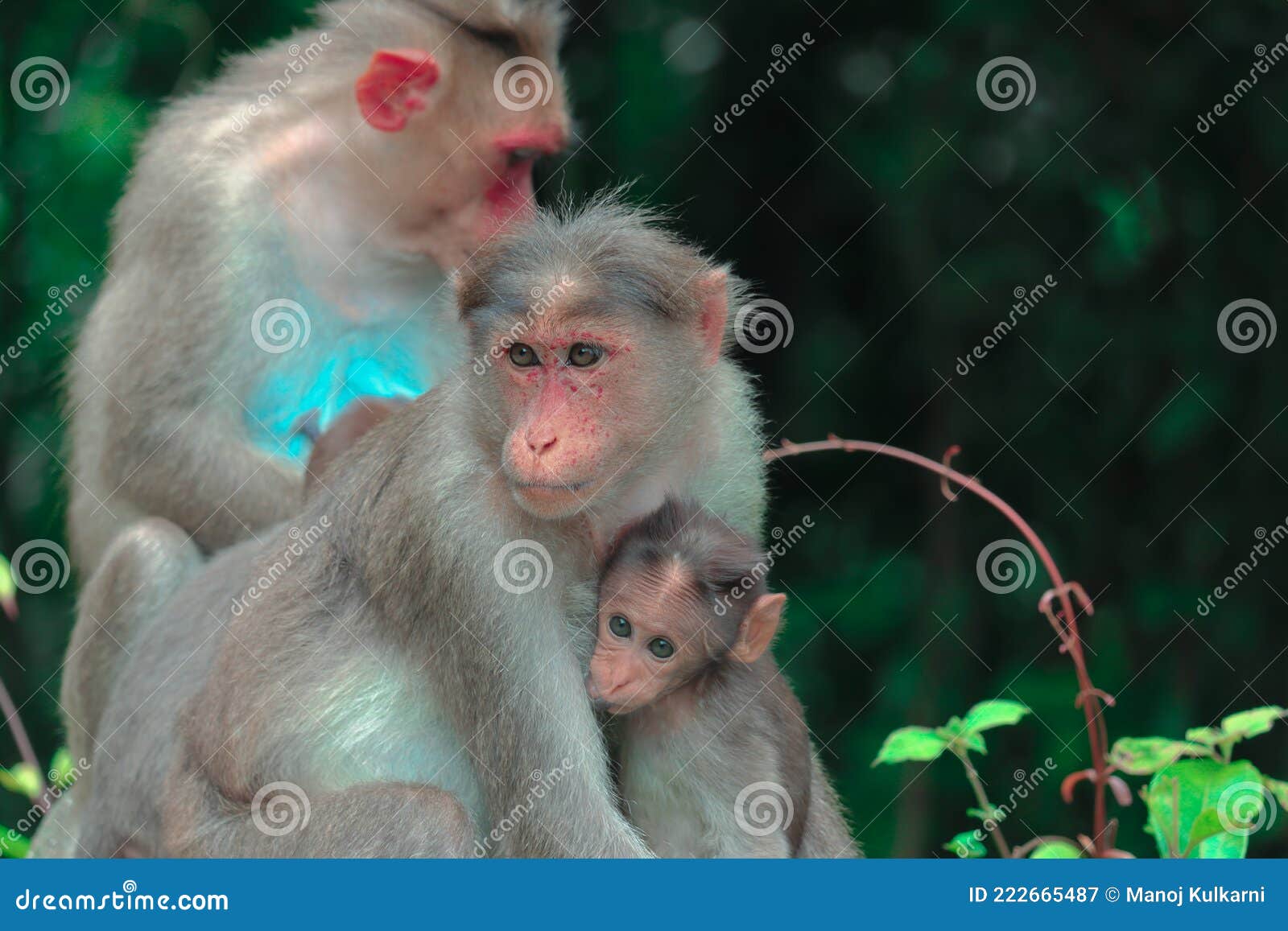 Baby Rhesus Macaque Monkey with Its Mother Stock Image - Image of ...