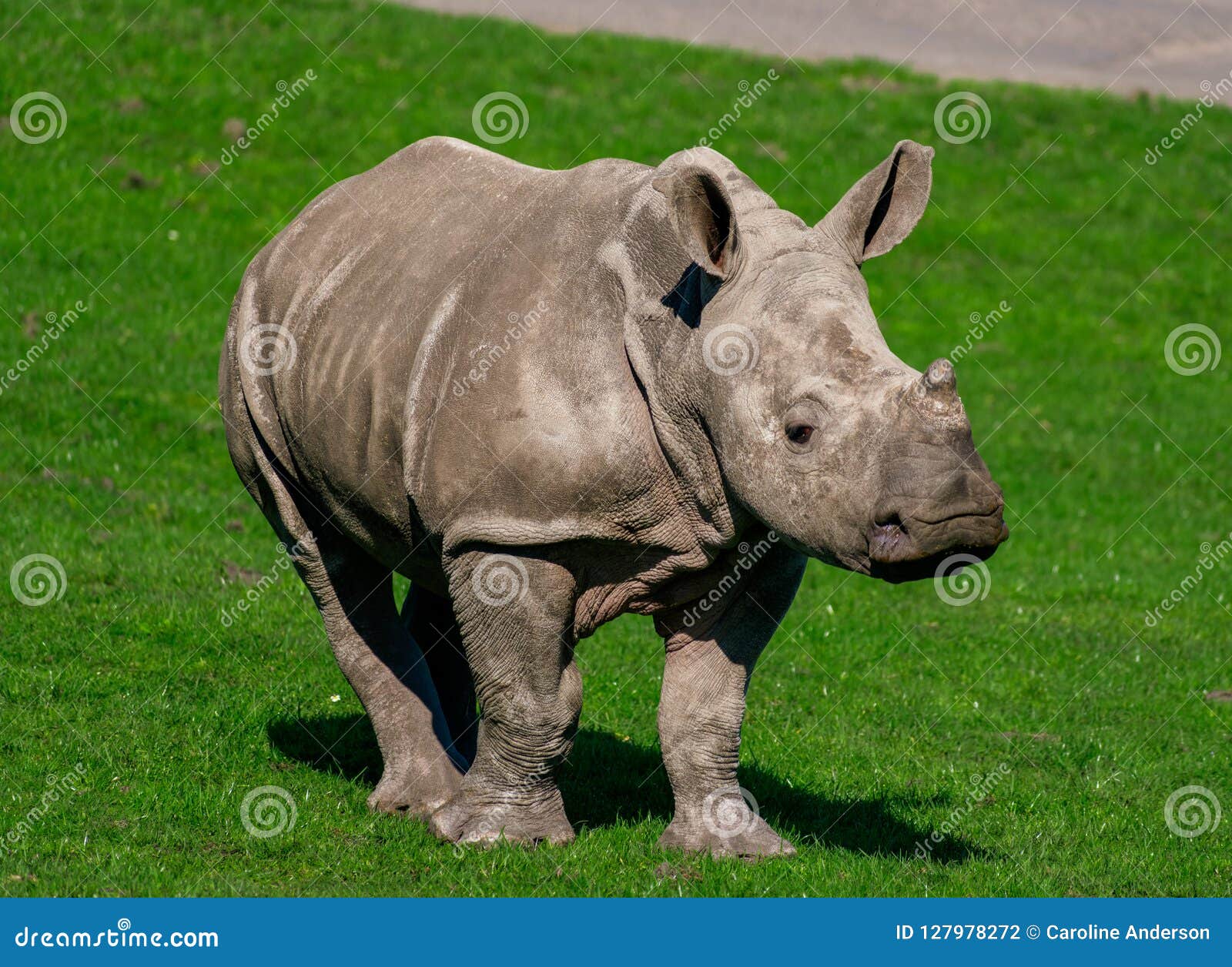 Rhinoceros Calf, Walking Towards His Mother Stock Photo - Image of park ...