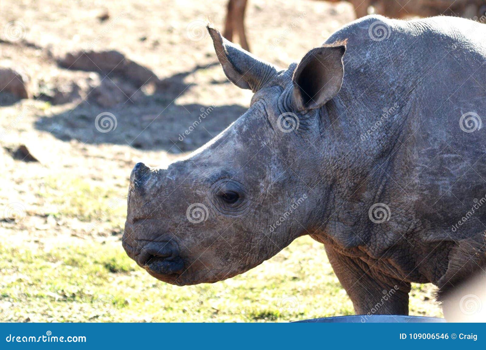 Little rhino stock photo. Image of rhino, baby, cute - 109006546