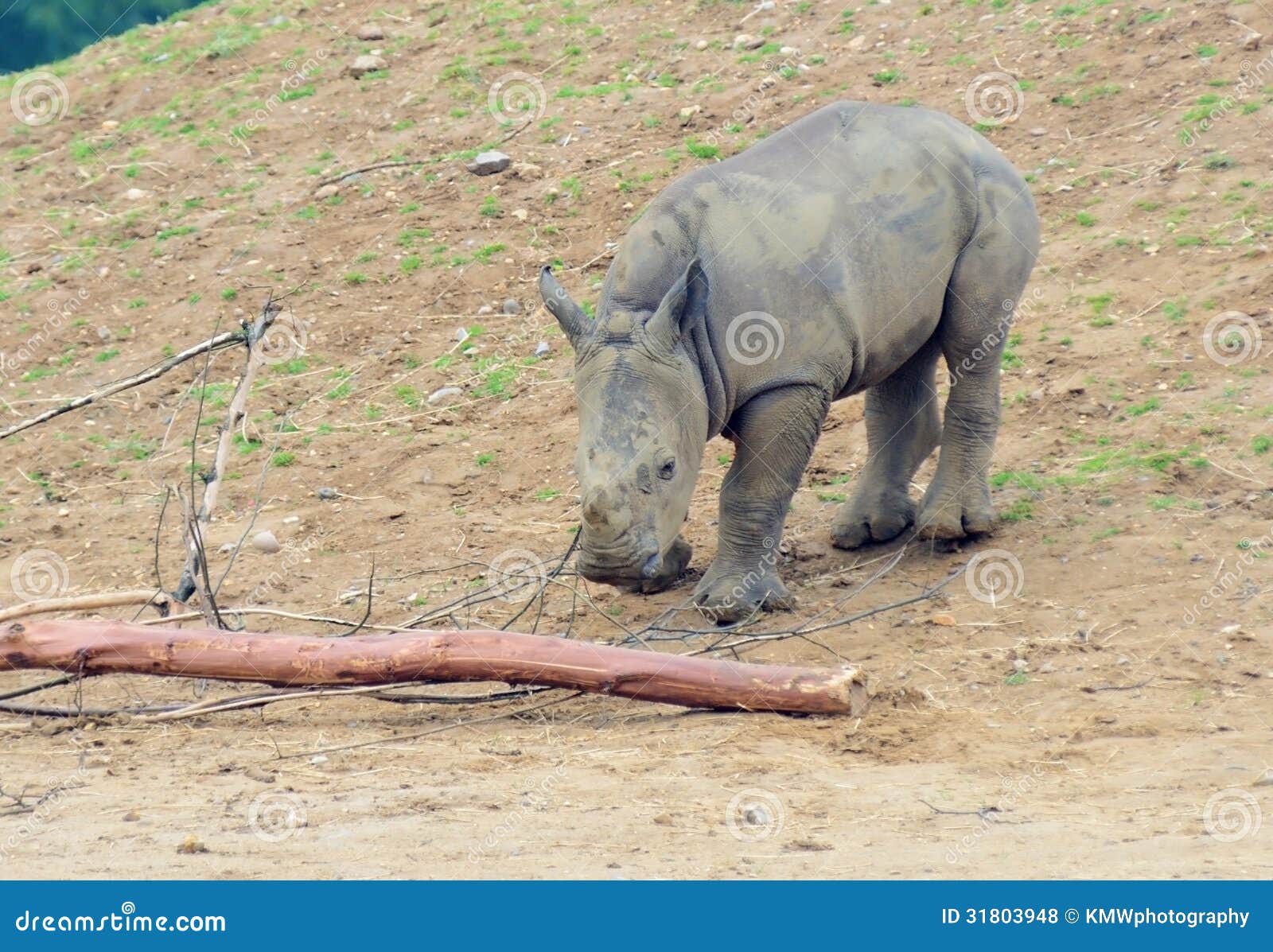 Baby rhino stock photo. Image of small, cute, nature - 31803948