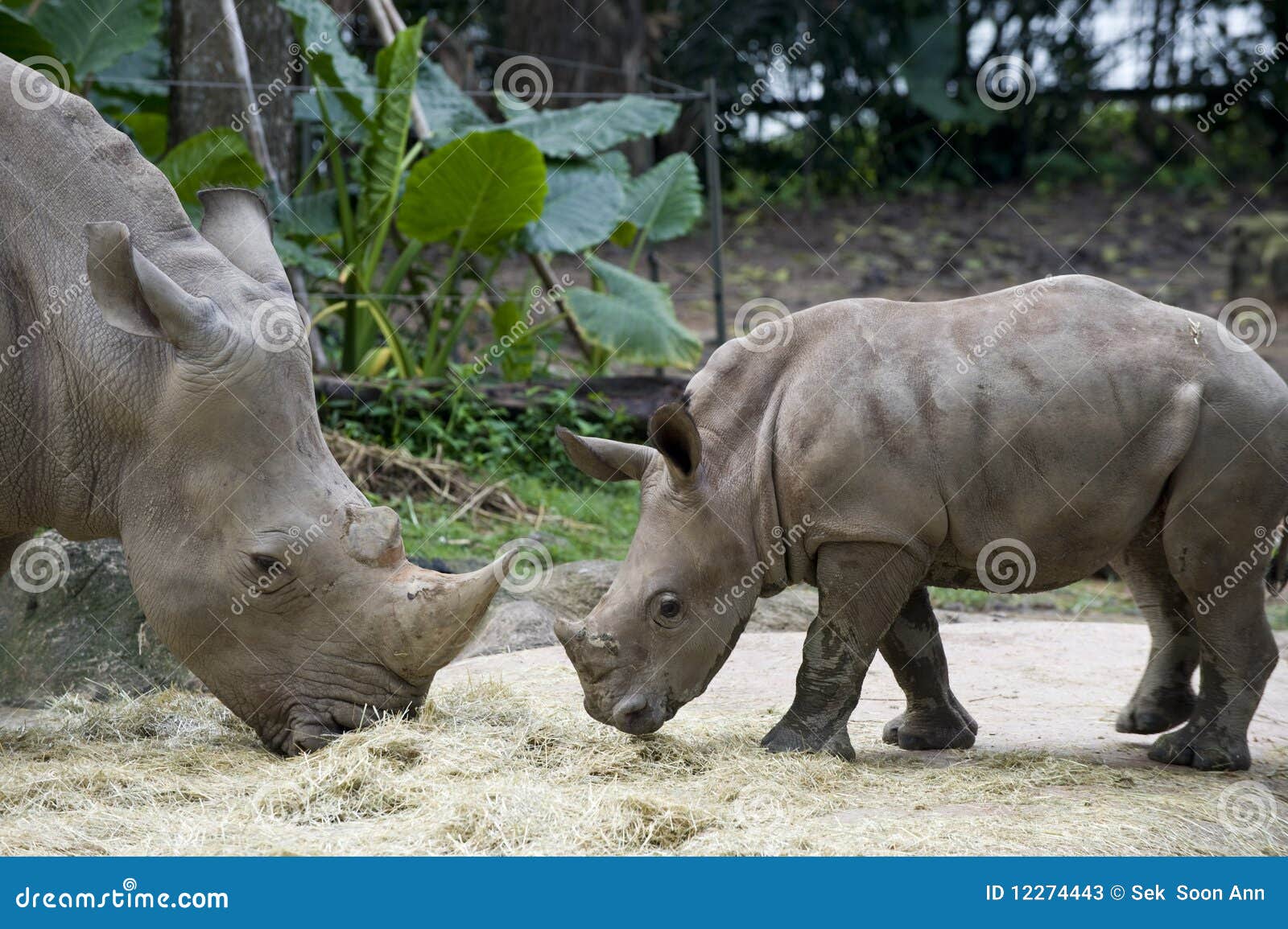 Baby rhinoceros stock image. Image of feeding, animals - 12274443